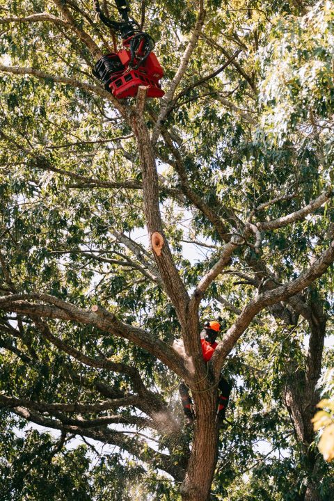 Tree Topping: Your Tree’s Nightmare - Marshall's Tree Service
