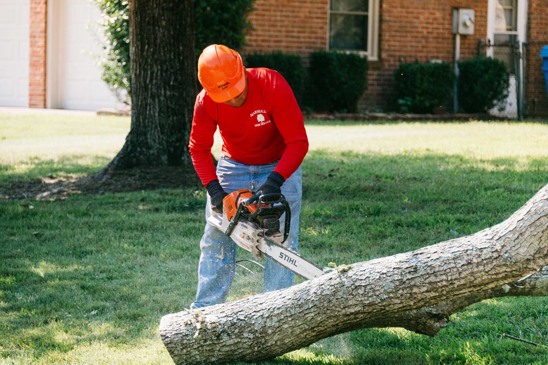 Local Tree Service - Virginia Beach and Eastern Shore - Marshall's Tree ...