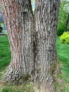 Is My Tree Healthy? - Marshall's Tree Service