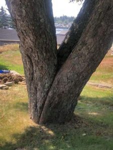 Is My Tree Healthy? - Marshall's Tree Service